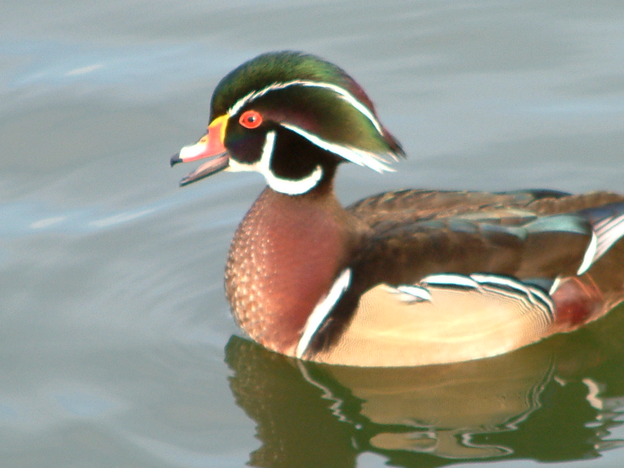 Duck15 | Pics4Learning