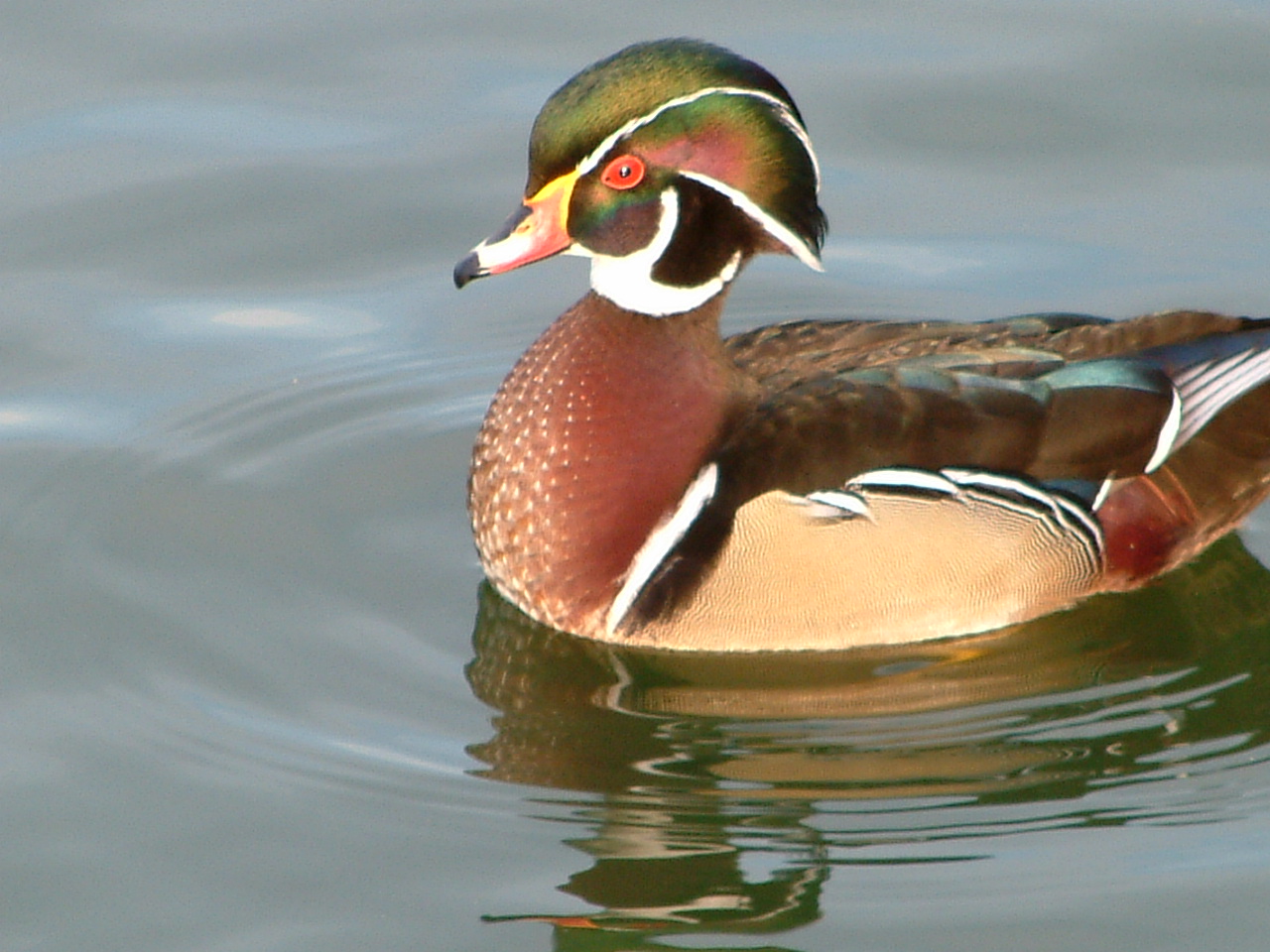 Duck16 | Pics4Learning