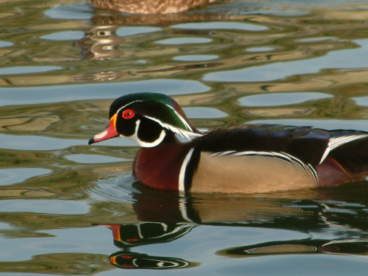 Duck18 | Pics4Learning