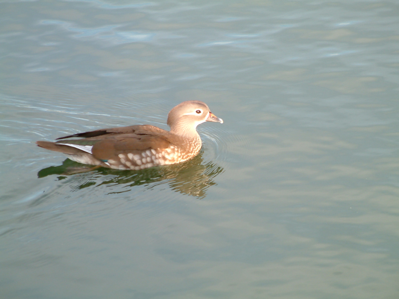 Duck2 | Pics4Learning