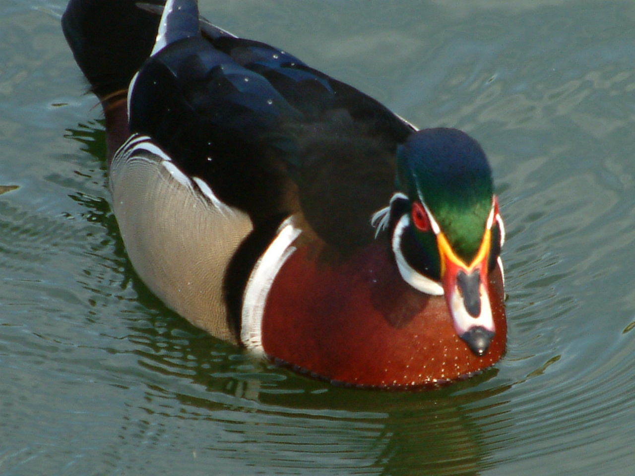 Duck4 | Pics4Learning