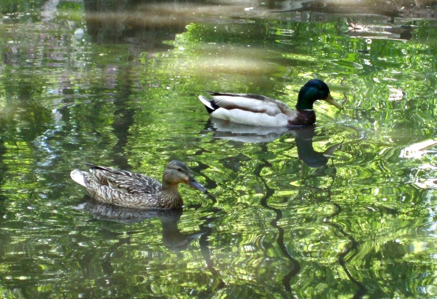 ducks | Pics4Learning