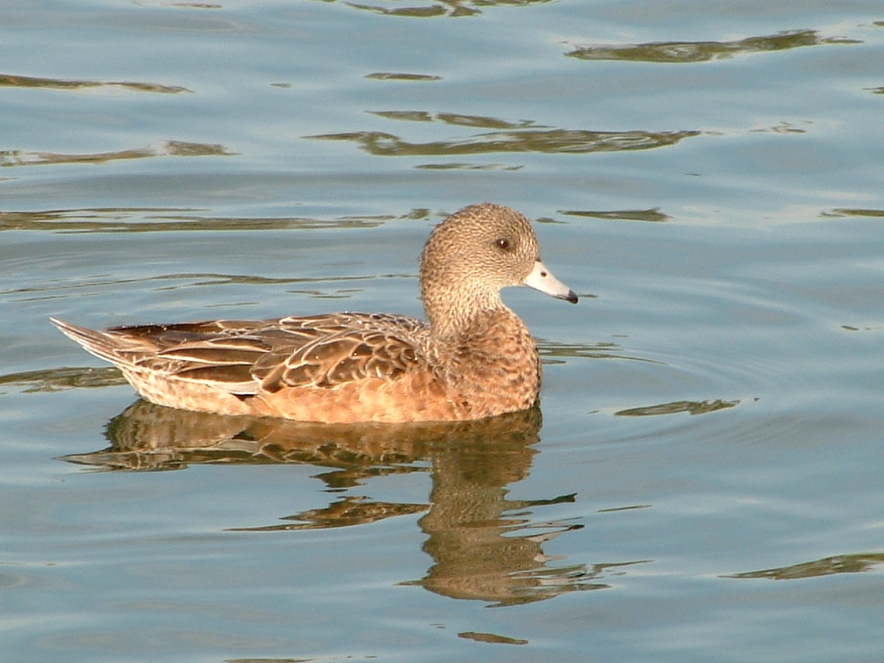 Duck9 | Pics4Learning