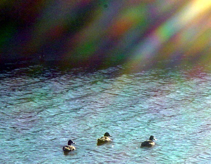 Ducks in Rainbow | Pics4Learning