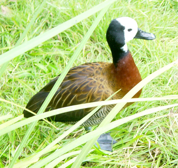 White-faced Whistling Duck | Pics4Learning