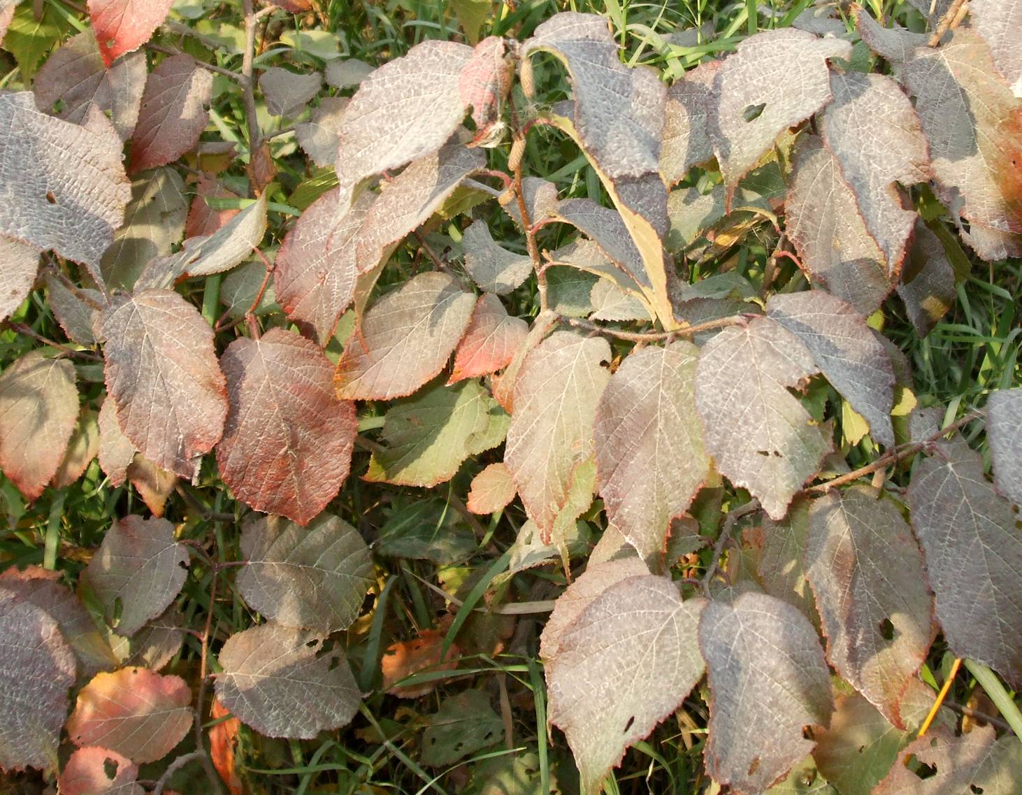 LEAVES | Pics4Learning