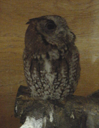 Dwarf Owl | Pics4Learning