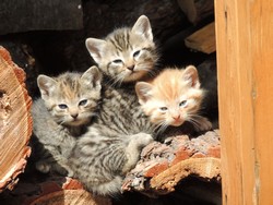 Free Photos for Education | Pics4Learning