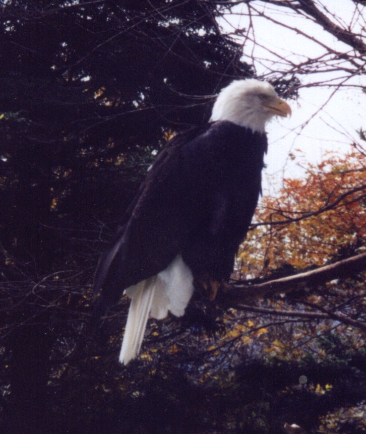 Eagle | Pics4Learning