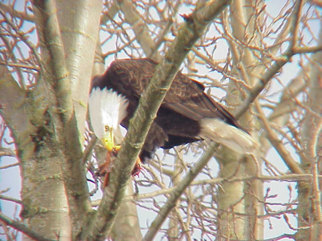 Here's a bald eagle feasting on a smaller bird. | Pics4Learning