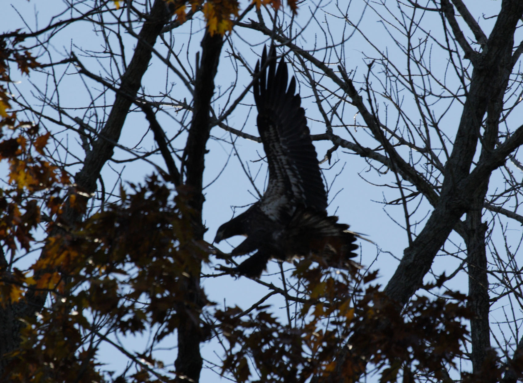 juvienelle eagle landing | Pics4Learning
