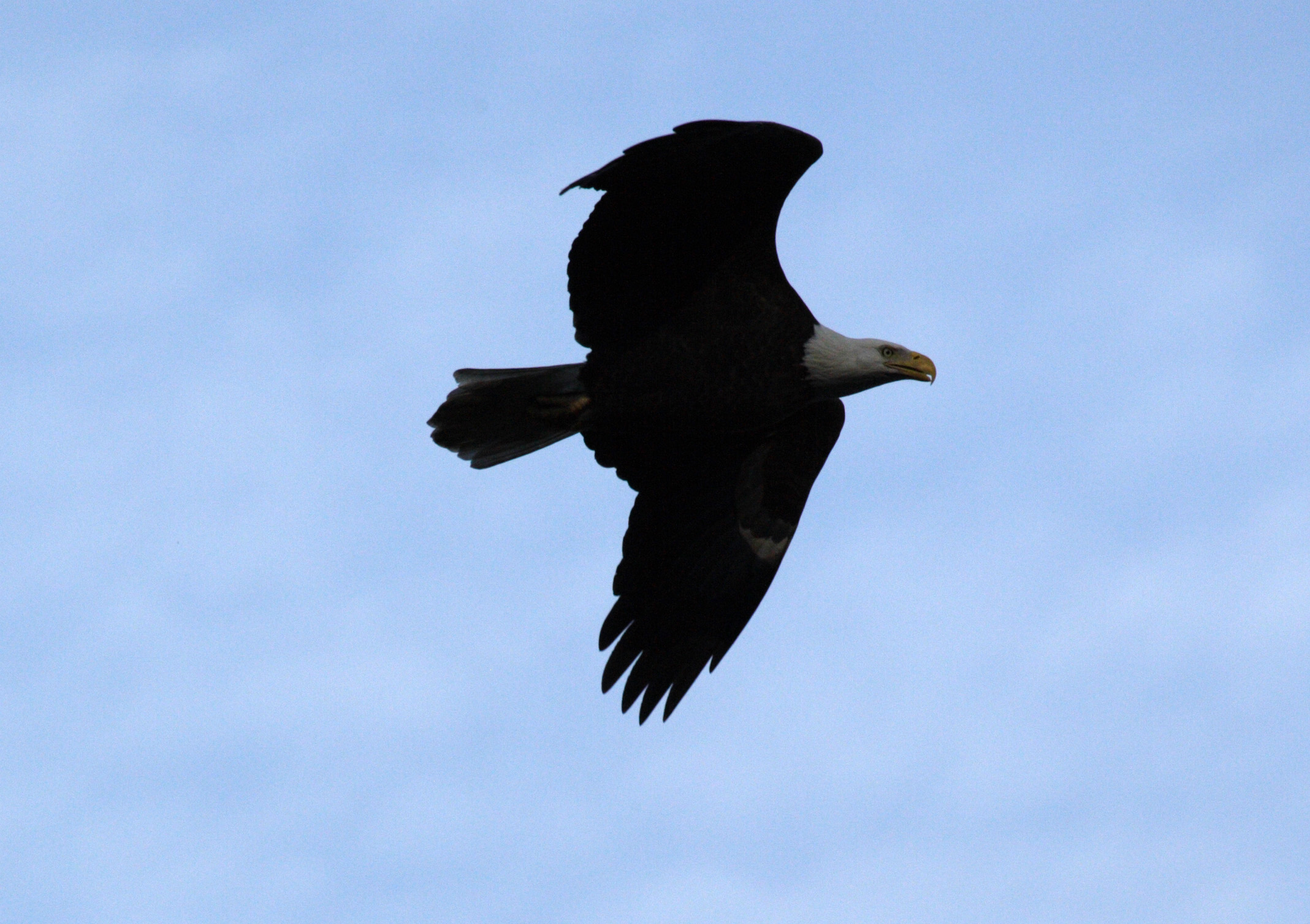 soaring eagle | Pics4Learning