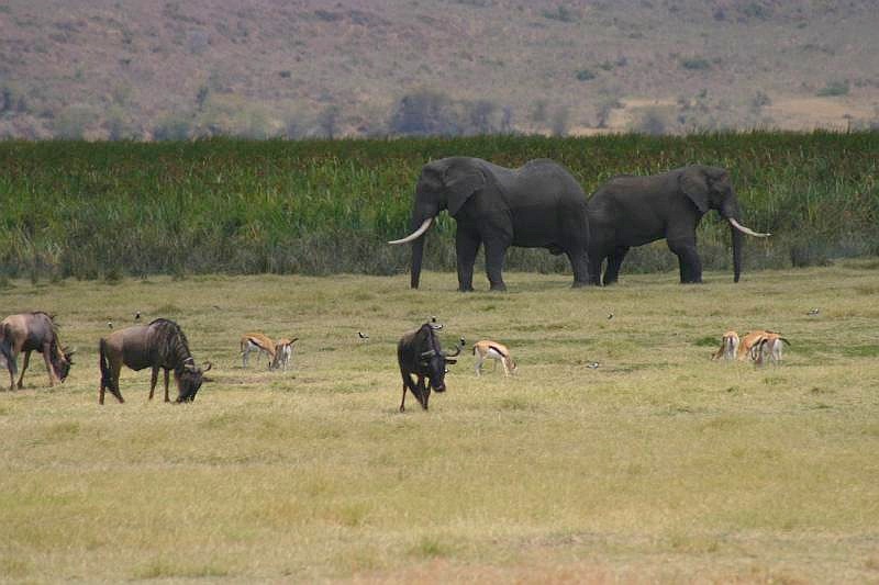 Eden View of animals | Pics4Learning