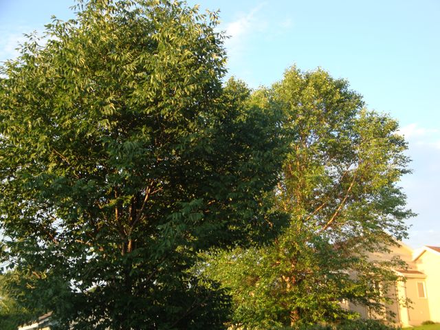 Color of trees | Pics4Learning