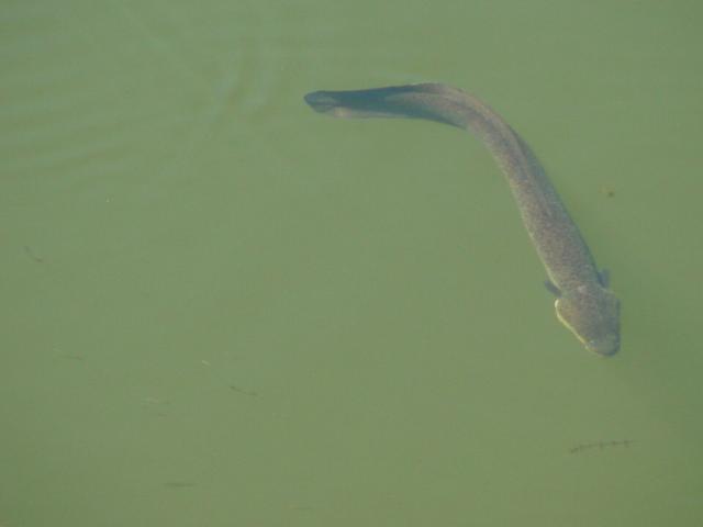 Eel-swimming | Pics4Learning