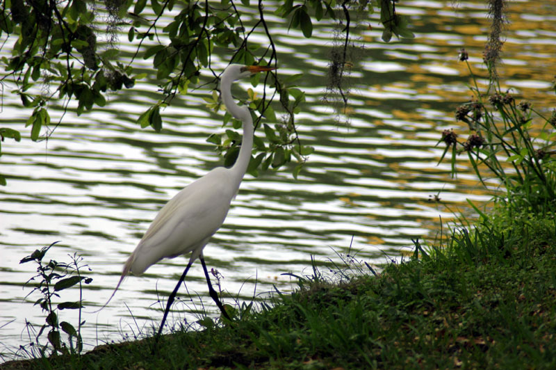 Egret | Pics4Learning