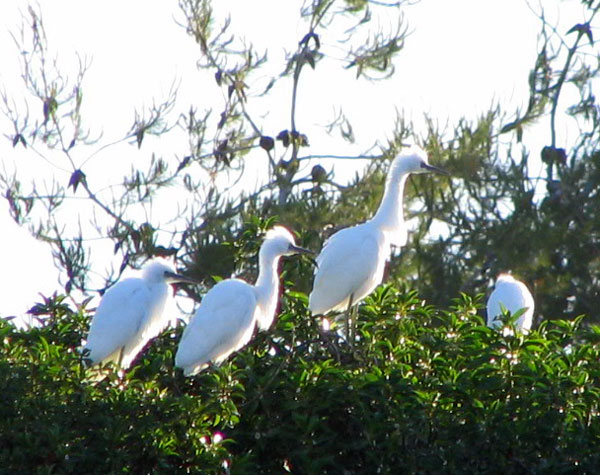 Egret Rookery | Pics4Learning
