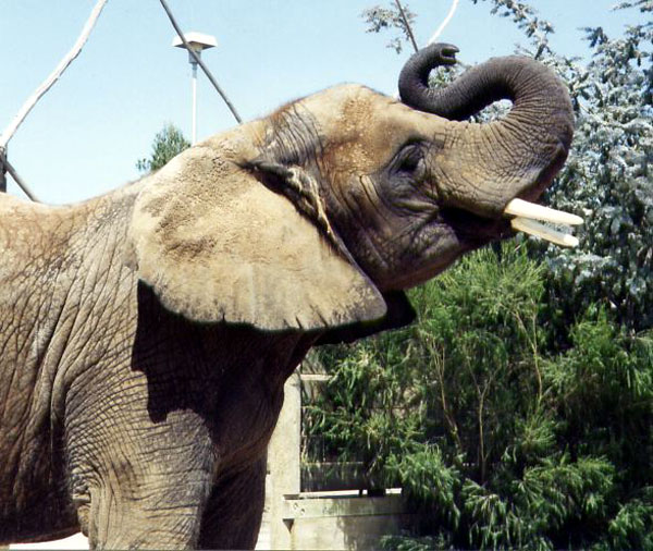 Performing elephant | Pics4Learning