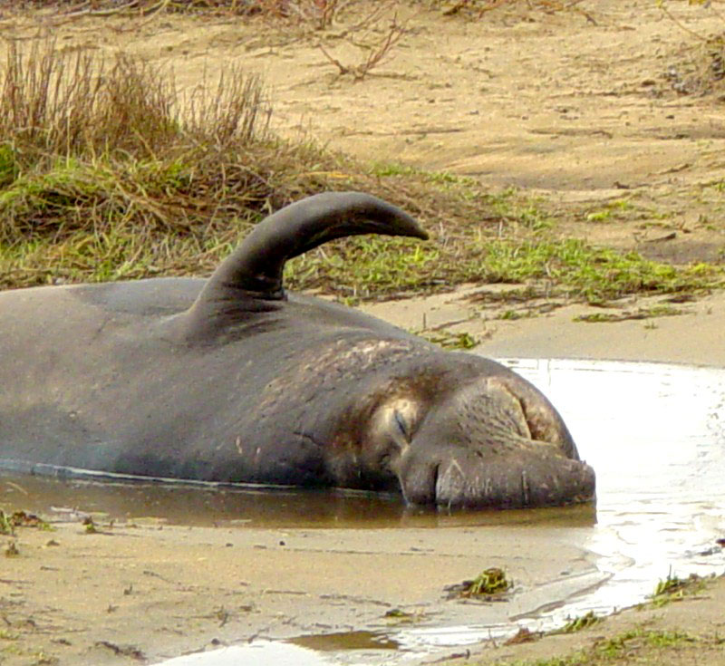 Elephant seals colony: A young male flapping his flipper | Pics4Learning
