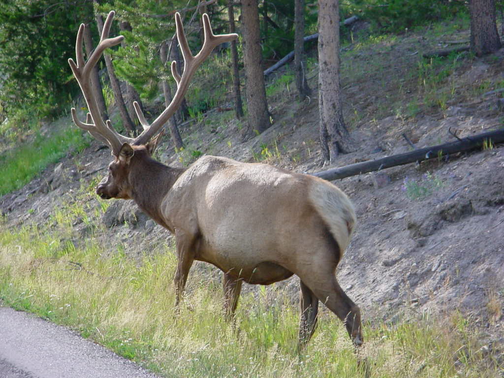 Elk | Pics4Learning