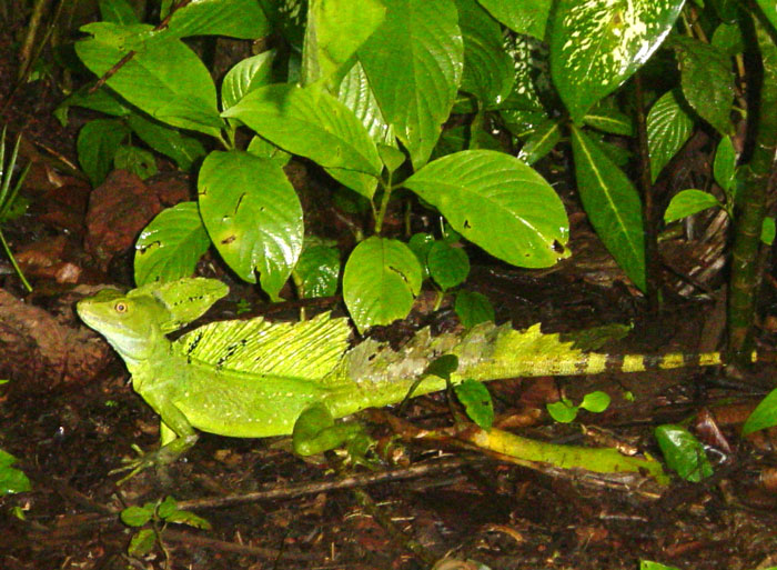 Emerald Basilisk | Pics4Learning