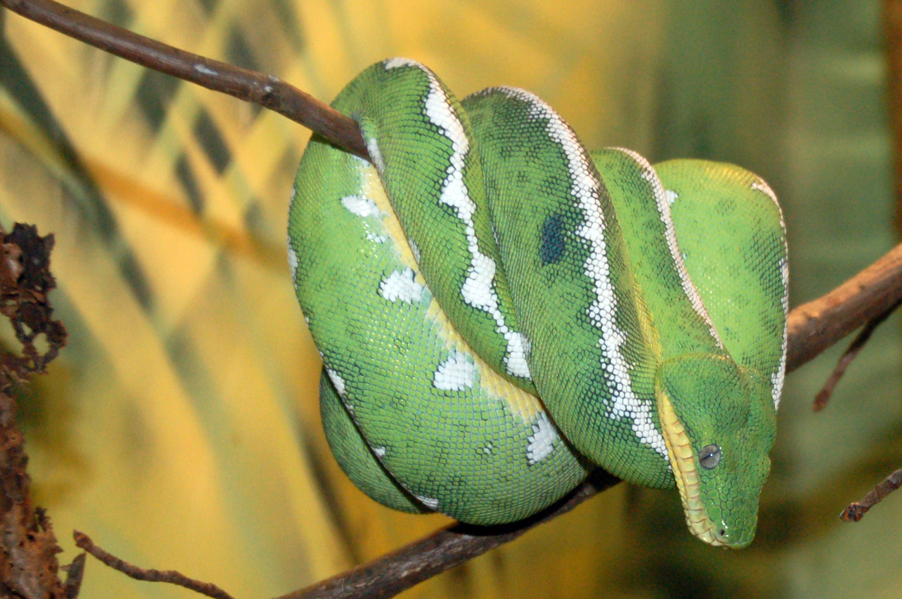 Emeral Tree Boa | Pics4Learning