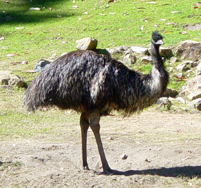 Emu | Pics4Learning