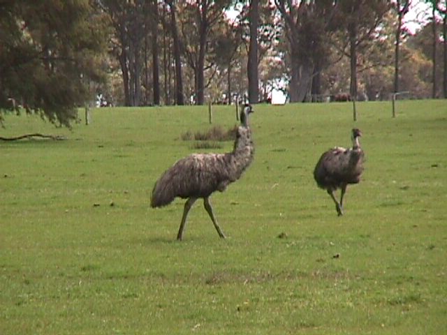 Emus in wild | Pics4Learning