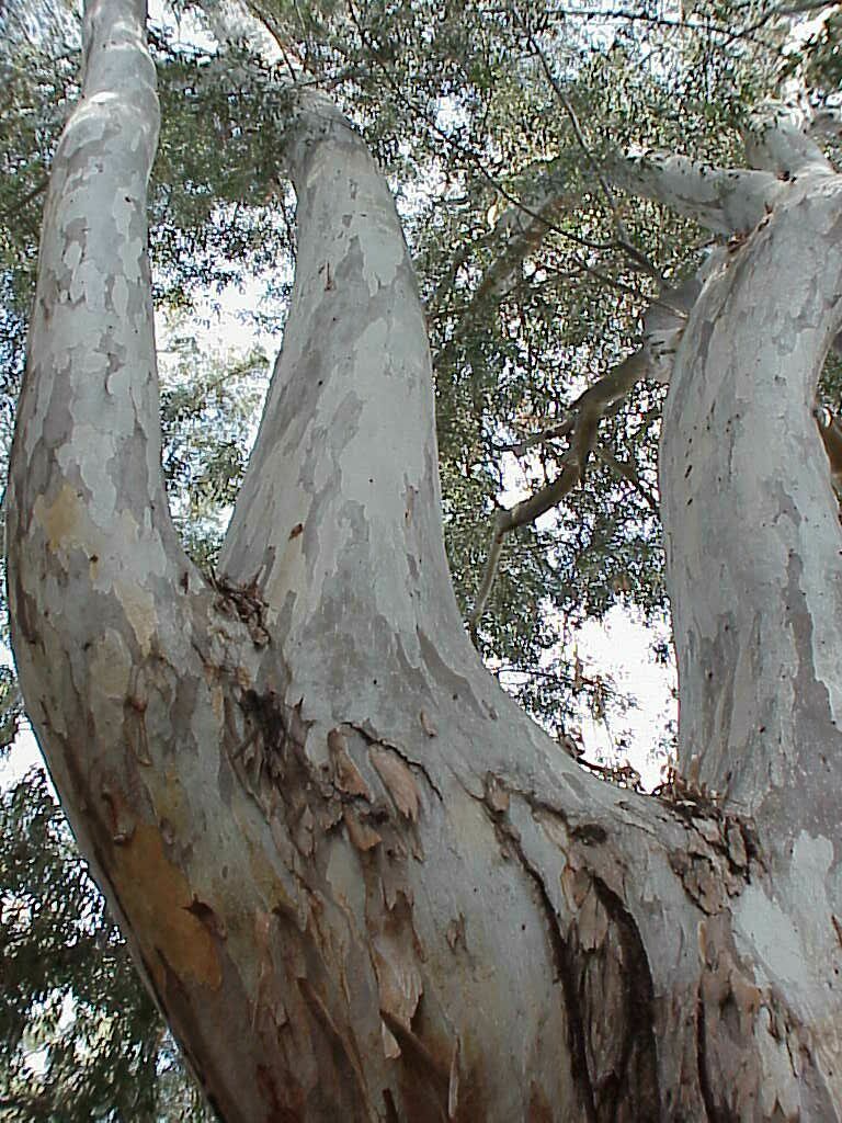 Eucalyptus tree | Pics4Learning