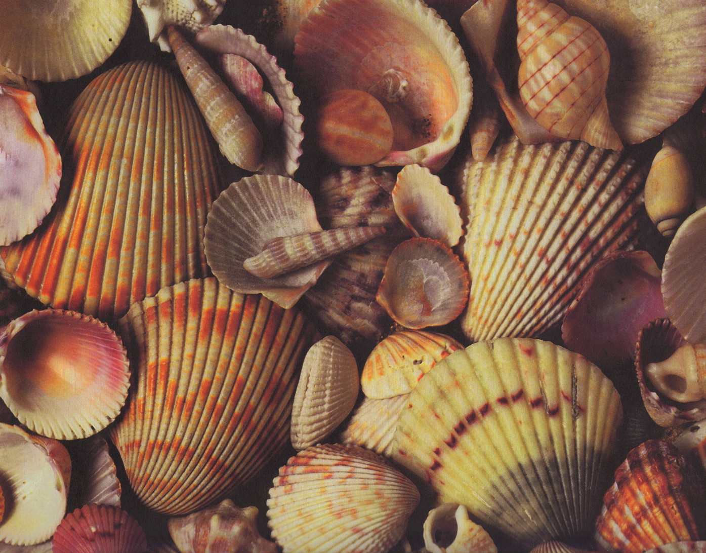 Shell fabric | Pics4Learning