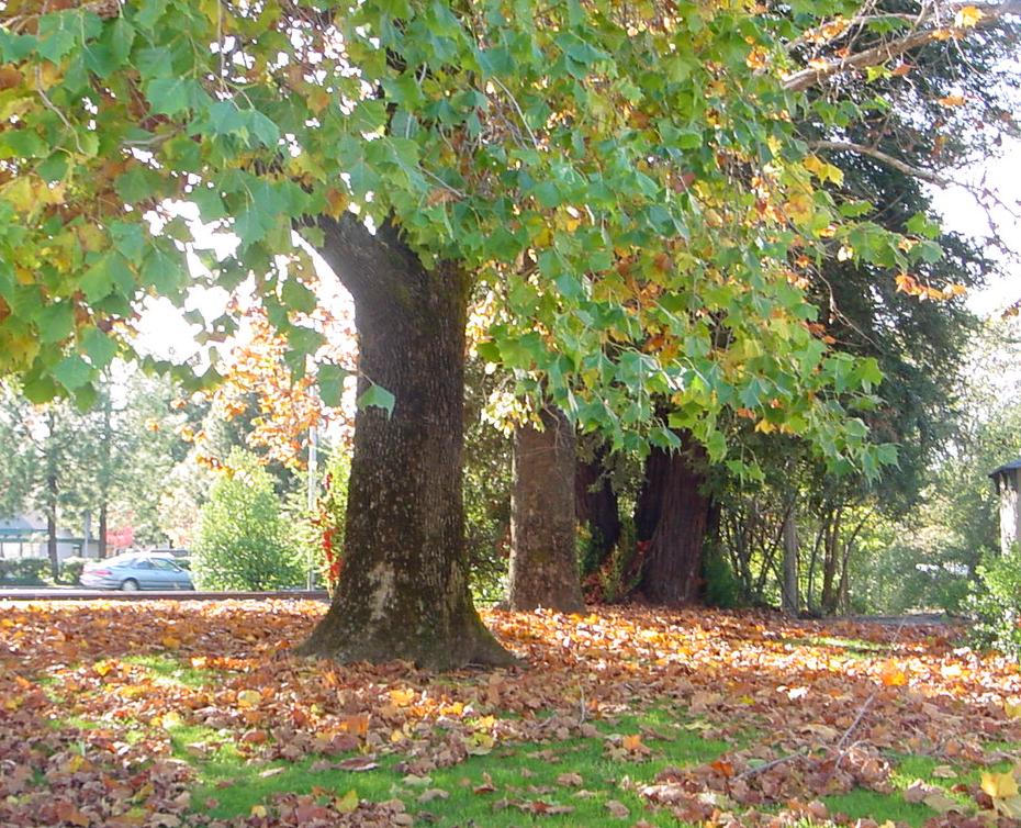 Fall Leaves | Pics4Learning