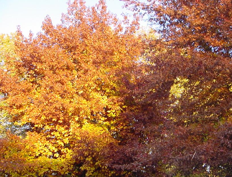 Fall Leaves | Pics4Learning