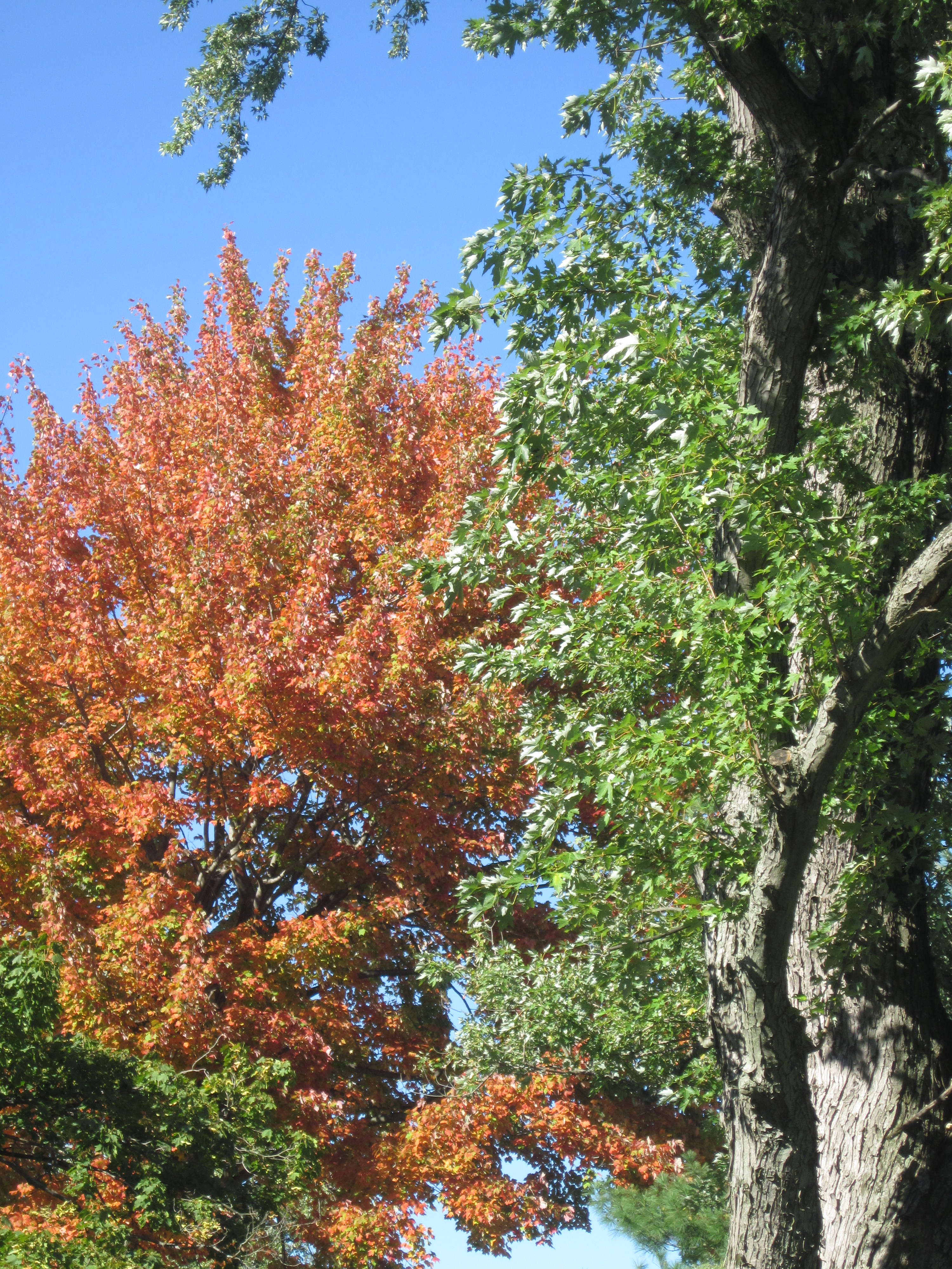 Fall trees | Pics4Learning