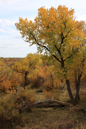 Fall Colors | Pics4Learning