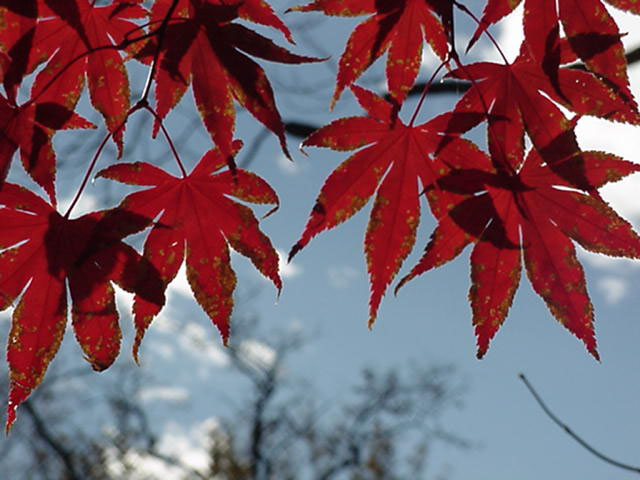 fall foliage | Pics4Learning