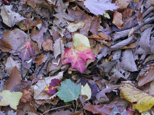 leaves | Pics4Learning