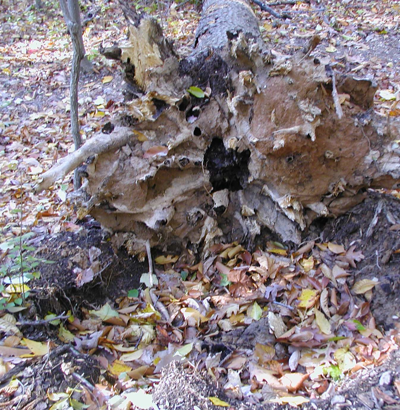 fall tree stump | Pics4Learning