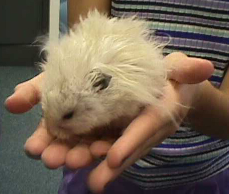Classroom pet guinea pig | Pics4Learning