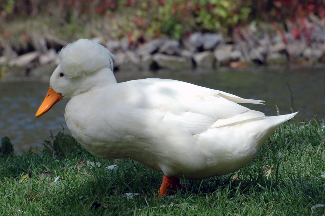 Duck | Pics4Learning