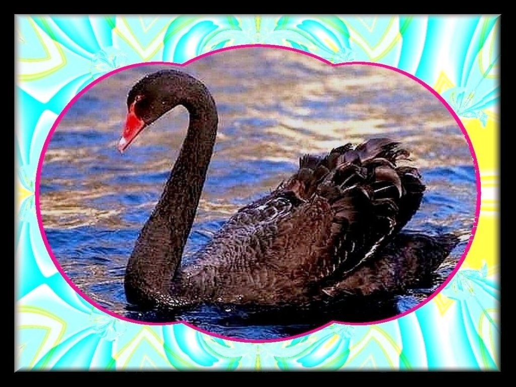 swan | Pics4Learning