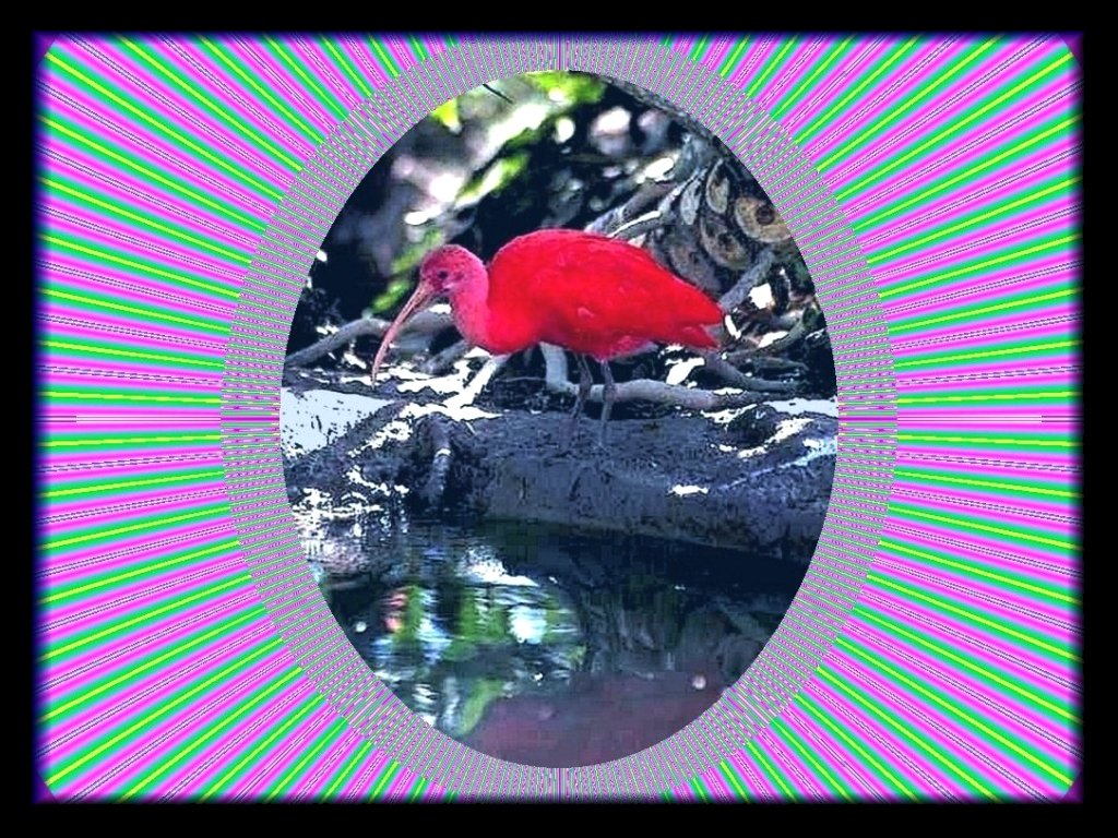 Ibis Pics4Learning ibis-pics4learning