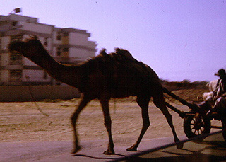 Camel pulling cart | Pics4Learning