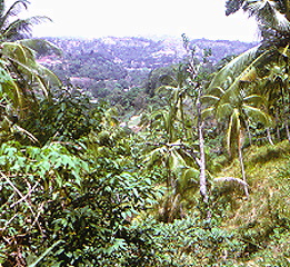 India countryside | Pics4Learning