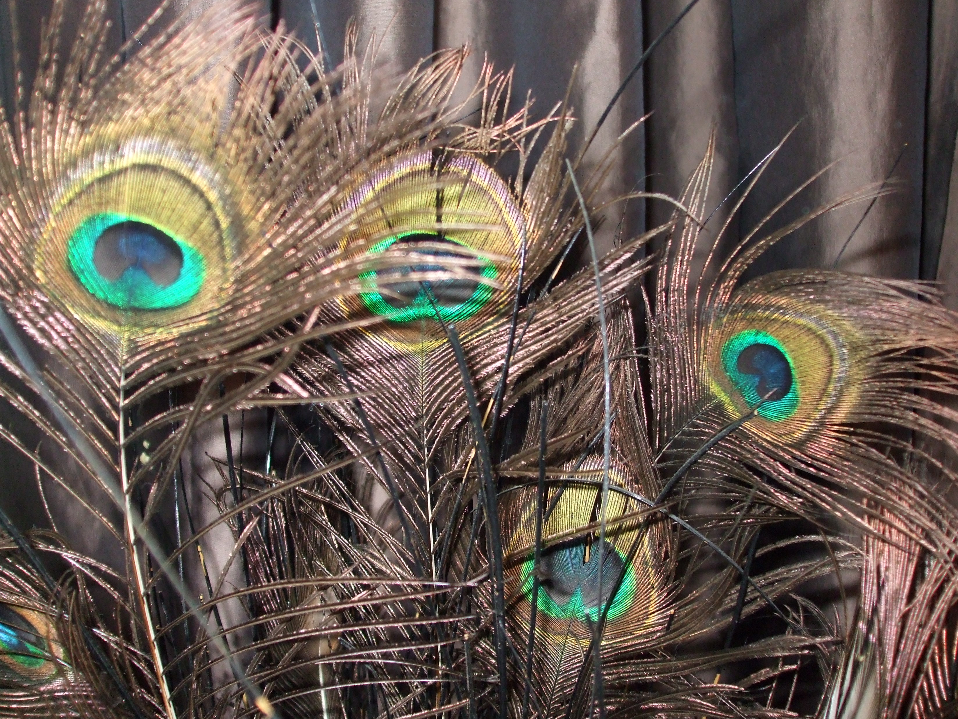 feathers | Pics4Learning