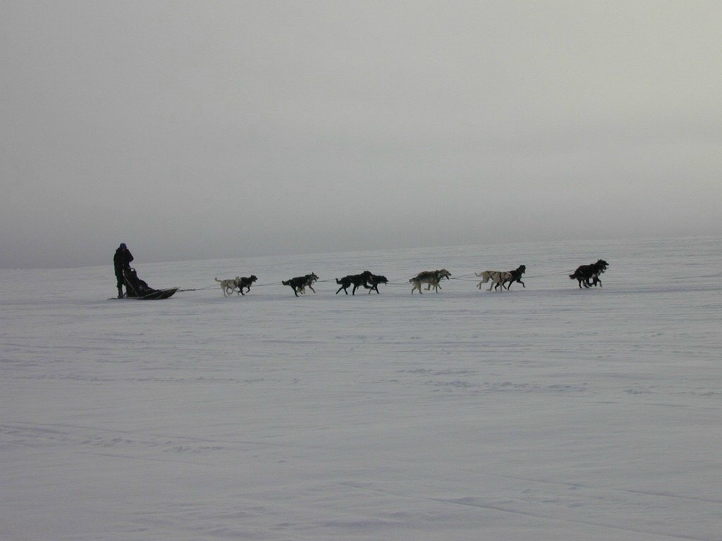 Mushing | Pics4Learning