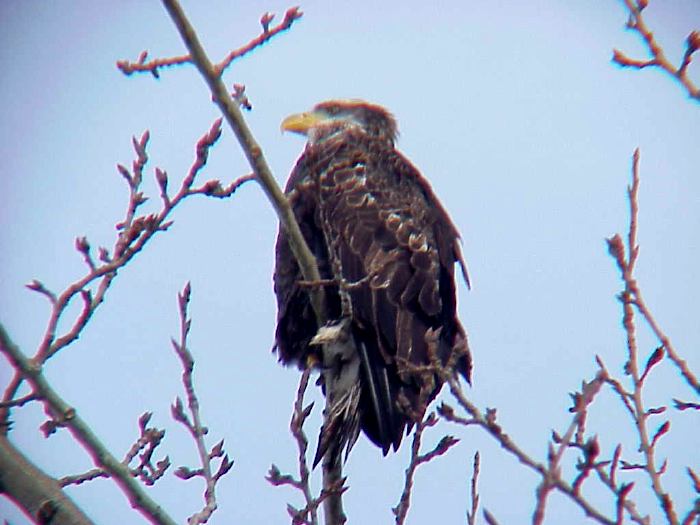 Female Eagle | Pics4Learning
