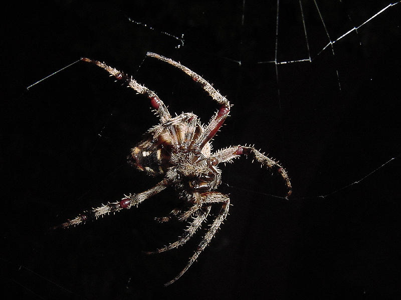 Female Orb Weaver Close Up | Pics4Learning