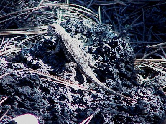 Fence Lizard | Pics4Learning