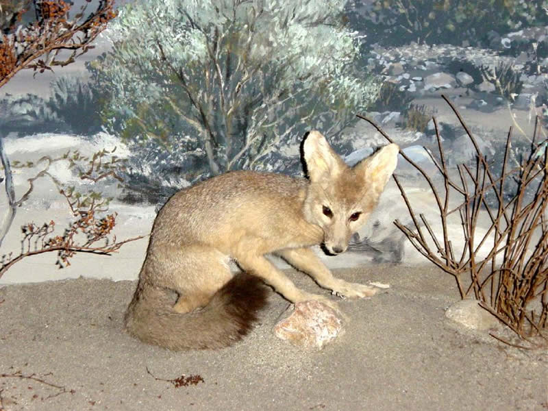 Fennec Fox | Pics4Learning