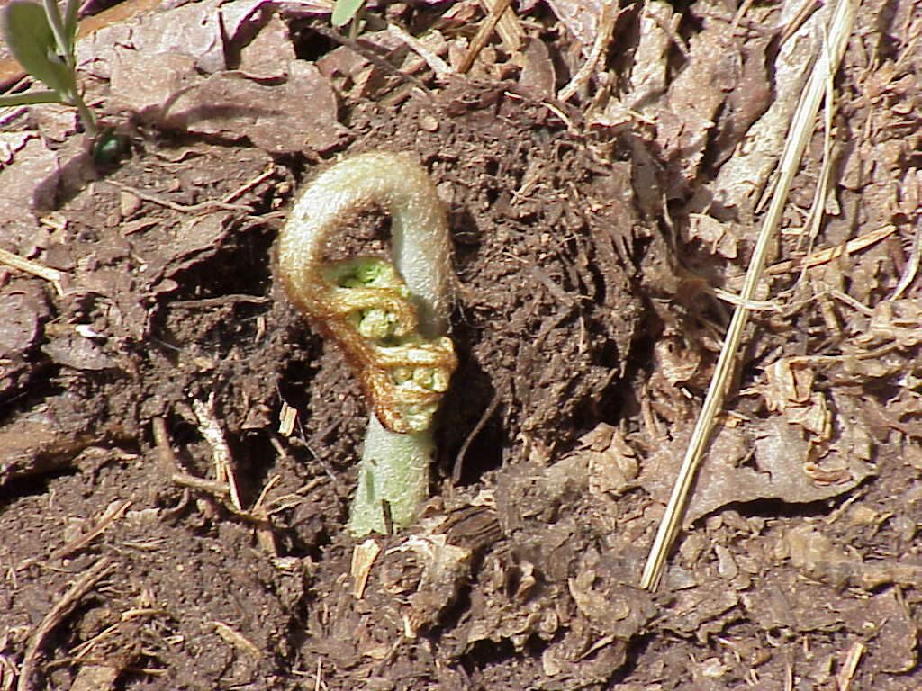 Fern Crozier | Pics4Learning